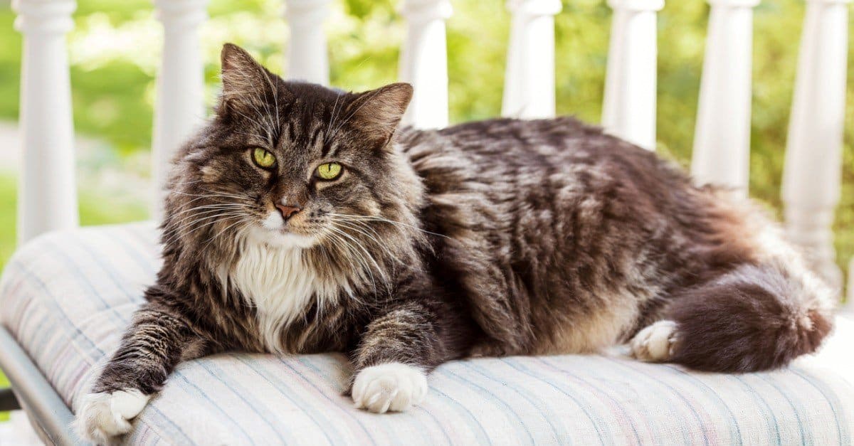 Maine Coon - Majesteettinen kissarotu