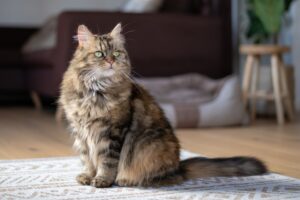 Maine Coon - Majesteettinen kissarotu