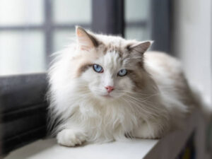 Ragdoll kissa - Perheystävällinen kissarotu
